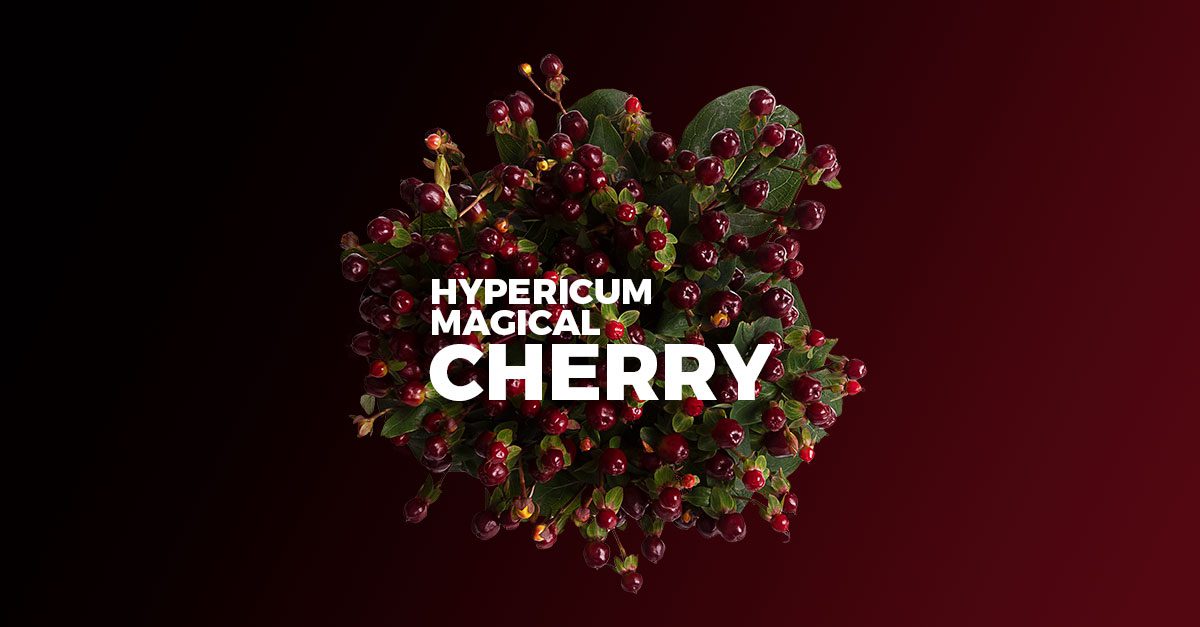Conheça a Hypericum Cherry da Flores Bela Vista