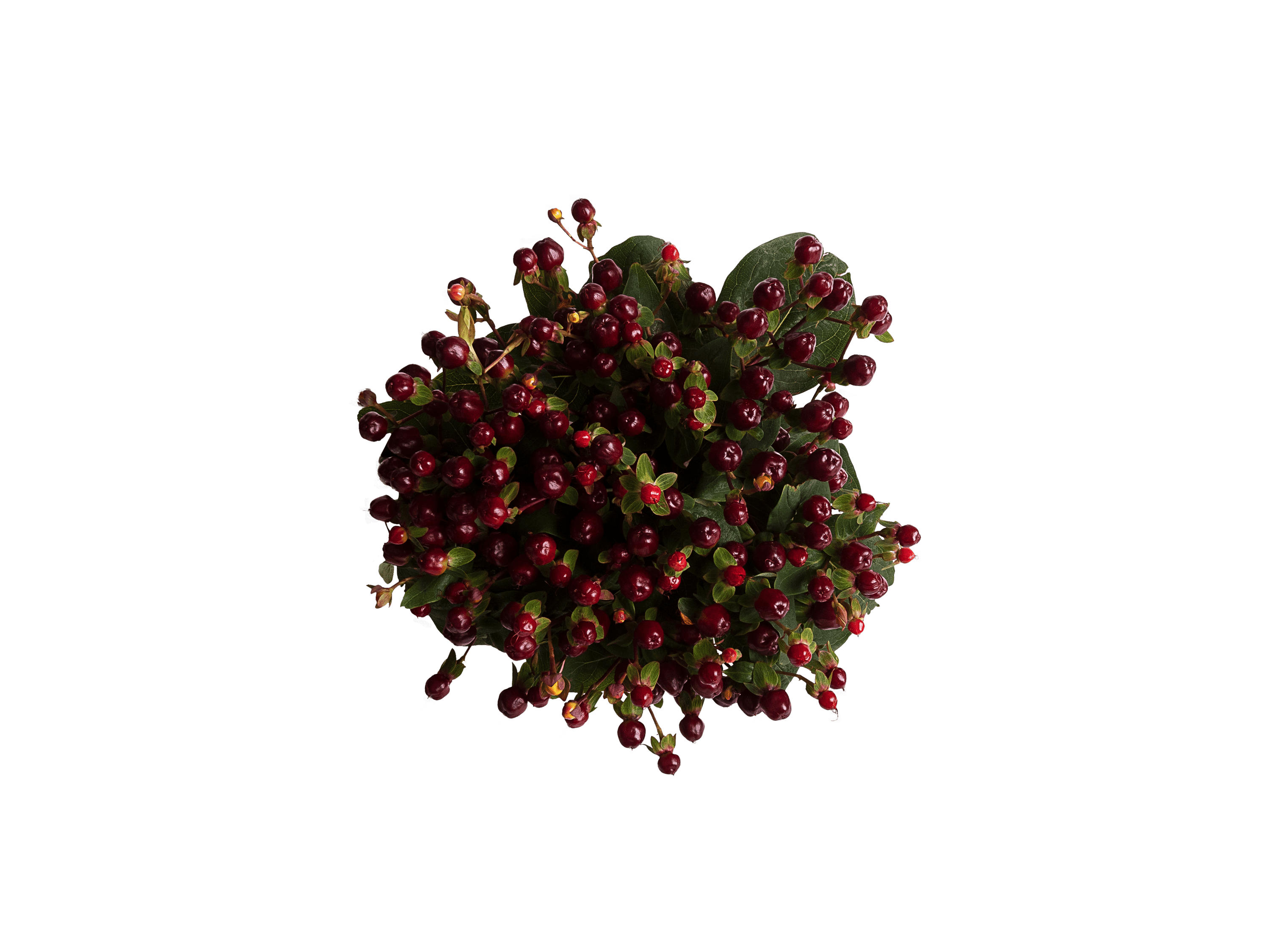 Conheça a Hypericum Cherry da Flores Bela Vista