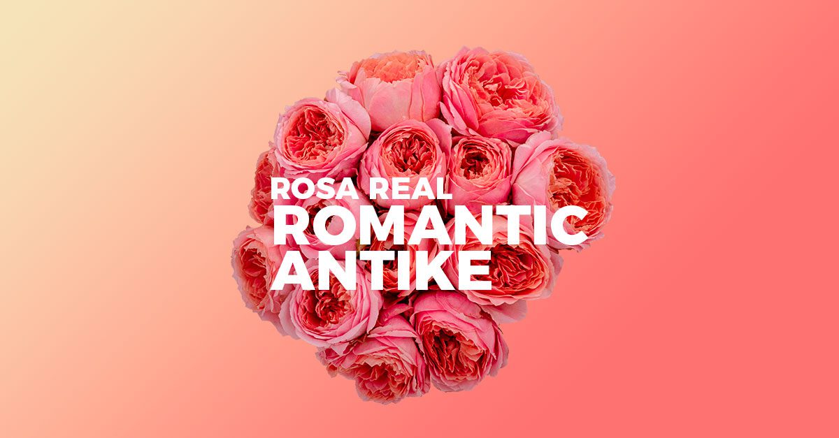 Conheça a Rosa Real Romantic Antike da Flores Bela Vista