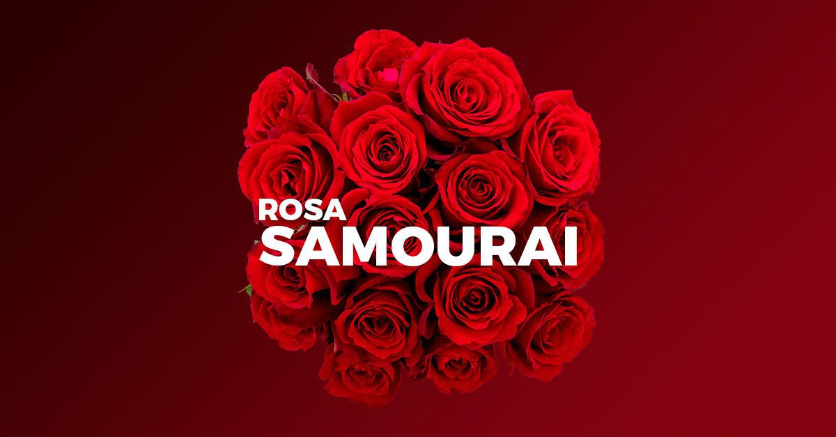 Conheça a Rosa Samourai da Flores Bela Vista